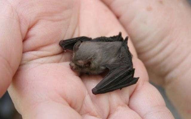 Bats - The Facts And The Fiction - Rapid Pest Solutions