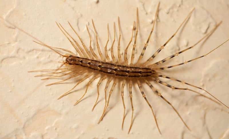 The Occasional Invader - Rapid Pest Solutions